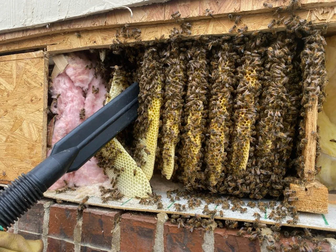 honey bees and construction - DC and H Construction, Inc.